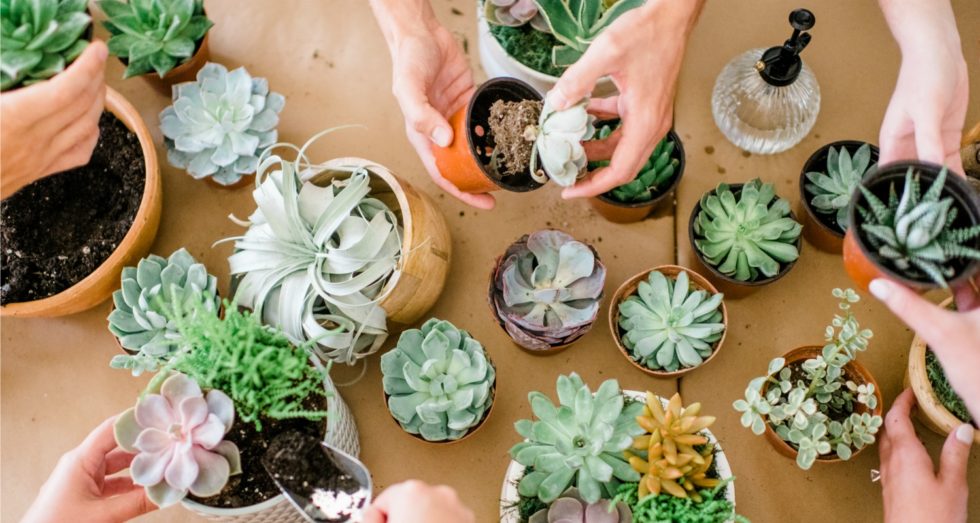 Corporate Potting Workshops - The Coastal Succulent